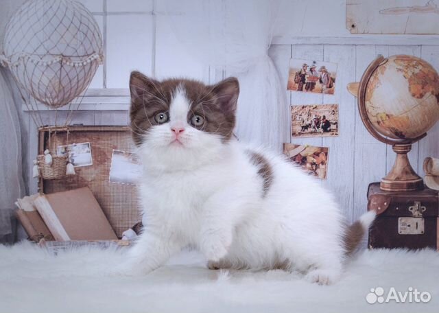 Британский котенок шоколадный с белым