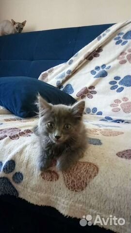 Котёнок
