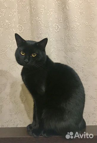 Кот черно-коричневый