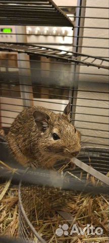 Отдам в добрые руки Белка дегу