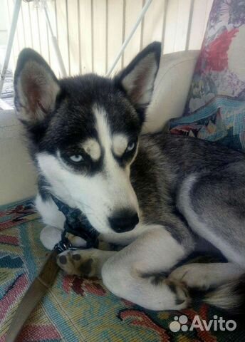 Сибирский хаски