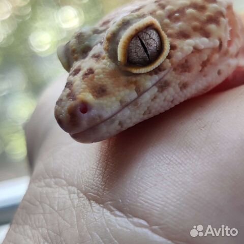 Эублефар самка