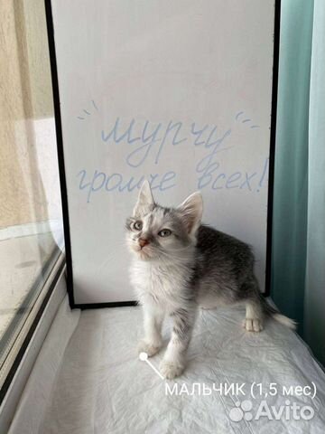 Котята в добрые руки