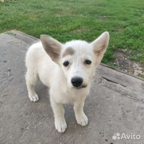 Щенок в добрые руки