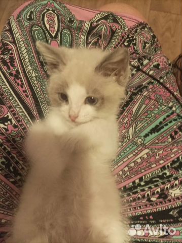 Невская маскарадная кошечка