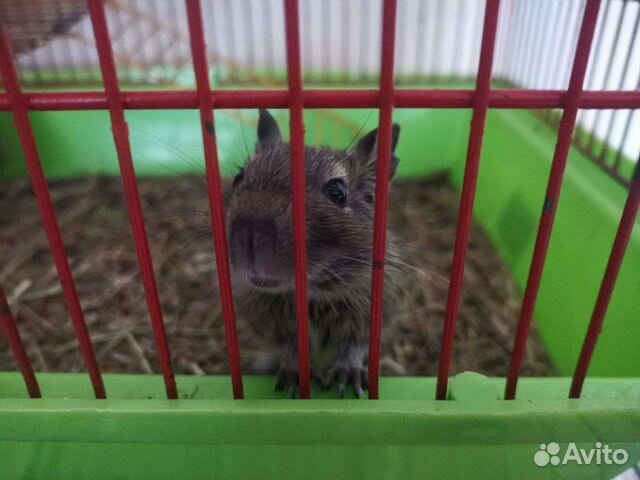 Белка дегу с клеткой