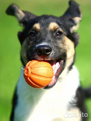 Он знает, кто главный футболист. Щенок Хаммер