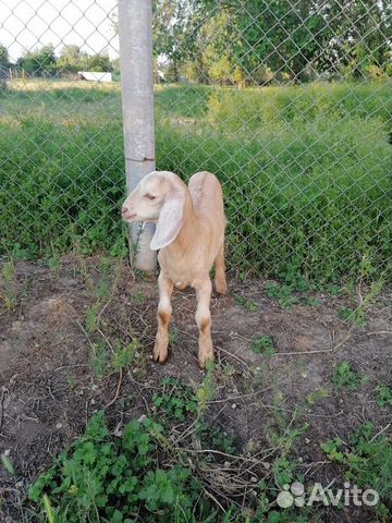 Нубийские козы