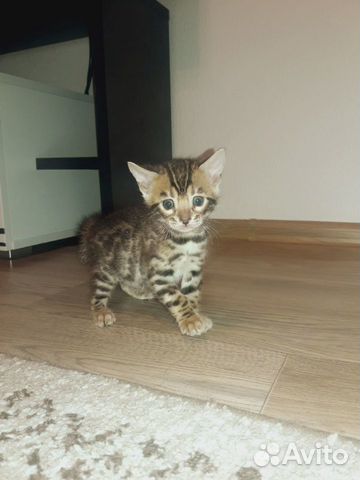 Бенгальские котята