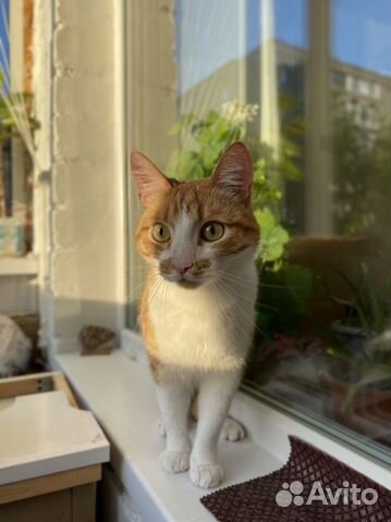 Кот рыжий великолепный