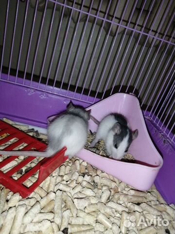 Декоративная крыса дамбо