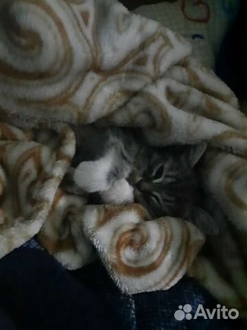 Котёнок в добрые руки