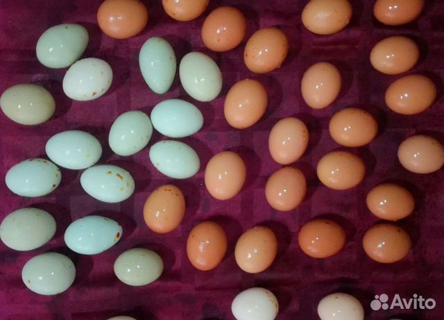 Инкубационное яйцо