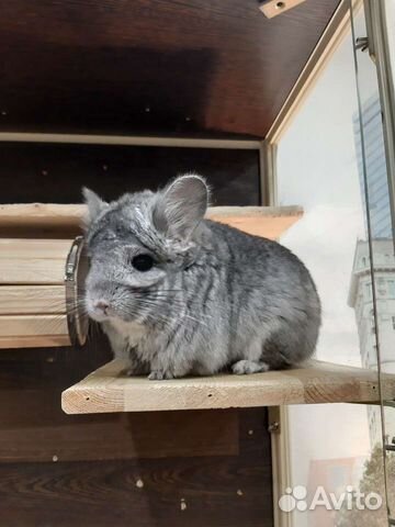 Шиншилла Ася