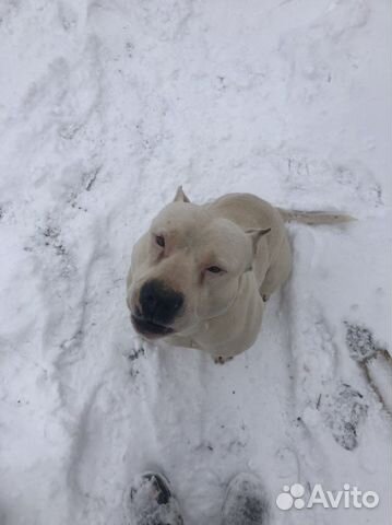 Случка собак