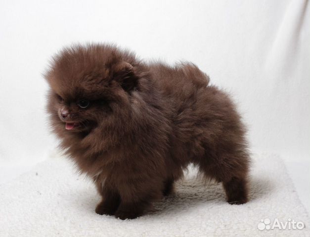 Шоколадный мишка