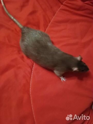 Крыса дамбо бесплатно