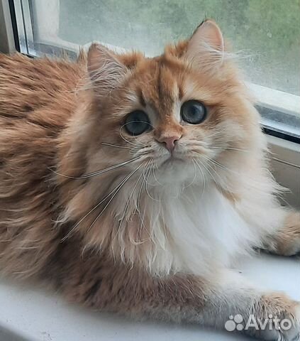 Кошечка BLH ny 11