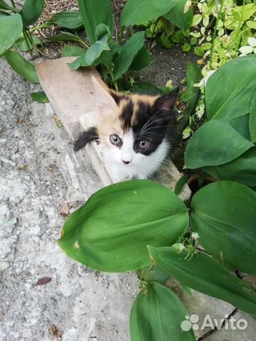Кошка