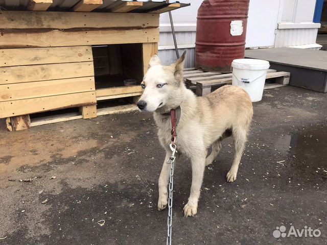 Собака бесплатно в добрые руки