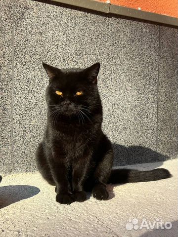 Кот Британский 1 год