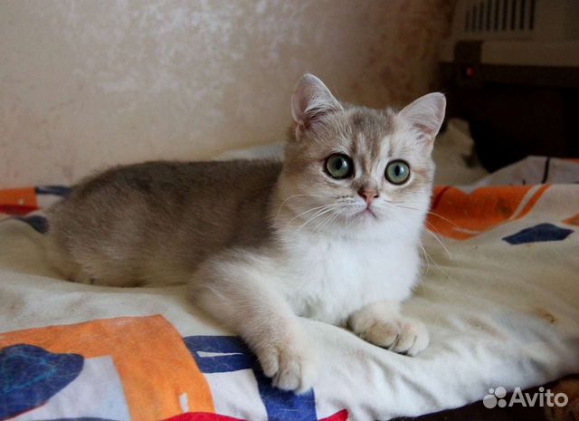 Акварелька - голубая золотистая затушеванная