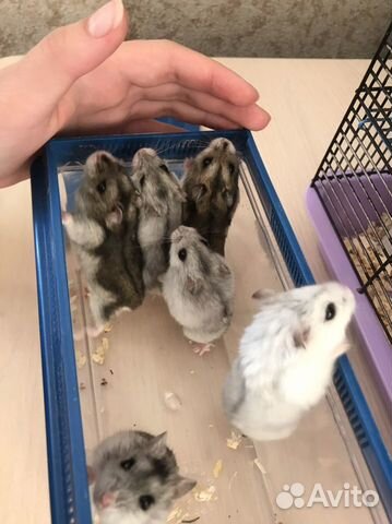 Джингарские хомяки