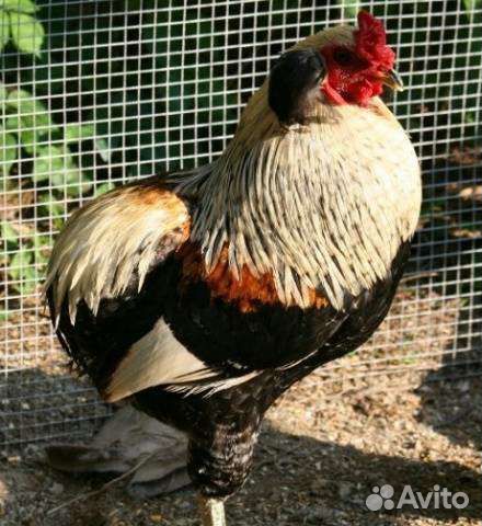 Петух Араукан