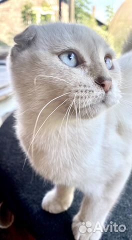 Шотландская