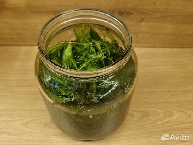 Роголистник трава в аквариум