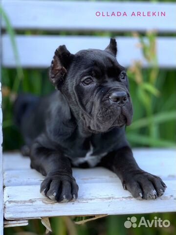 Шикарная красотка кане корсо