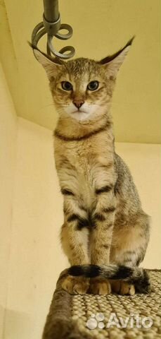 Кошка чаузи ф1