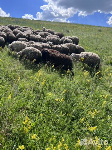 Бараны, овцы