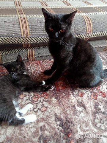 Британские котята