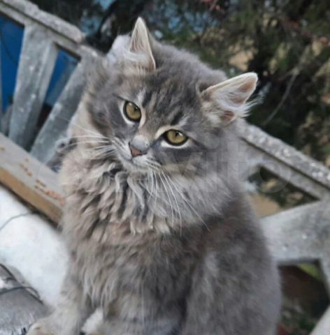 Ларик ищет дом