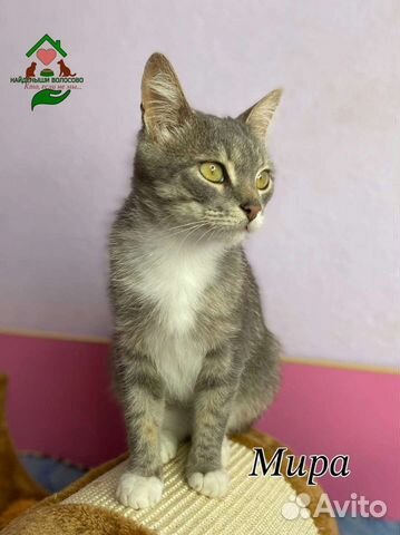 Кошка молодая стерилизованая