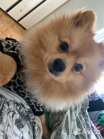 Шпиц немецкий