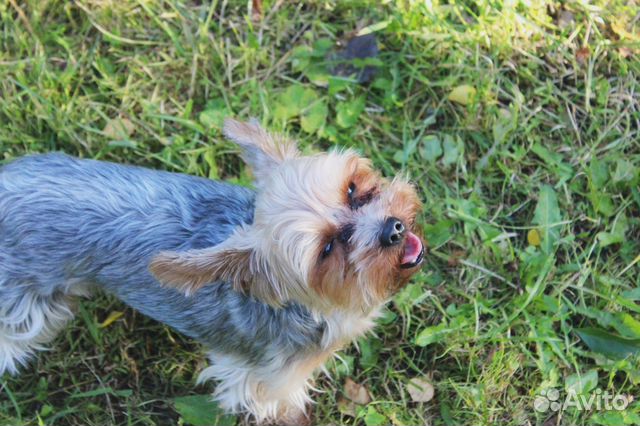 Ищу йорка мальчика