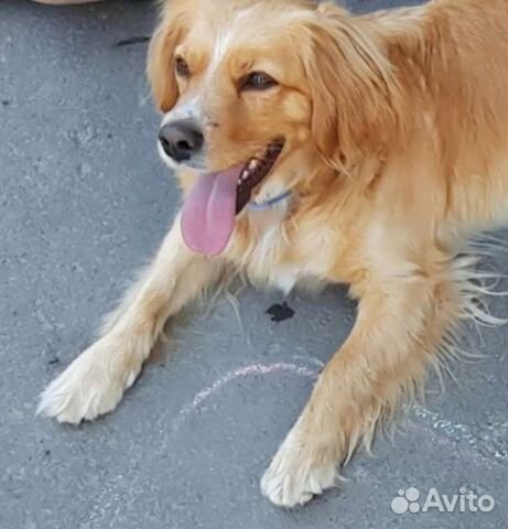 Найдена собака спаниель