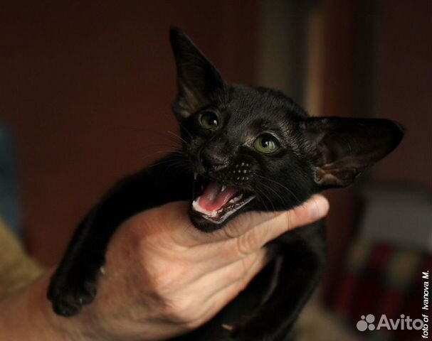 Ориентальные котята