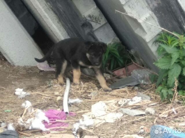 Щеночек в добрые ручки