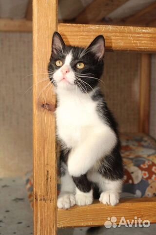 Котенок Маркиз в добрые руки
