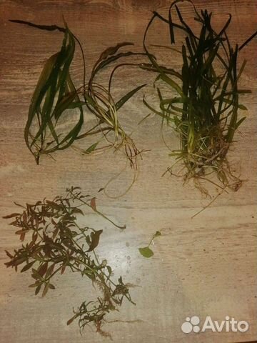 Аквариумные растения