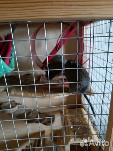 Отдам дегу вместе с клеткой