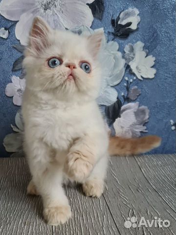 Чудесная голубоглазая девочка