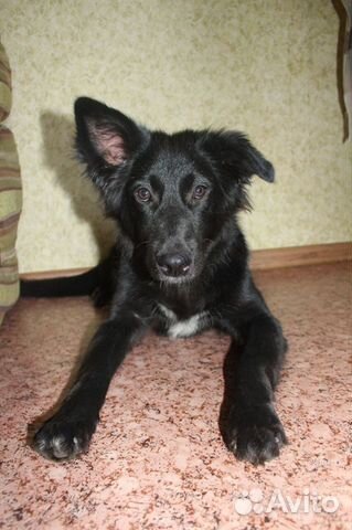 Щенок - Таффи