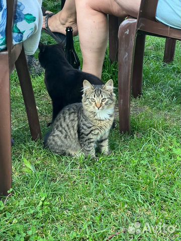 Котята в добрые руки бесплатно