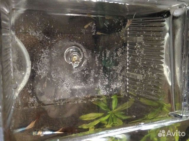 Мальки гуппи