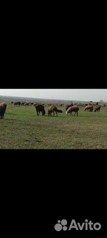 Овцы и ягнята