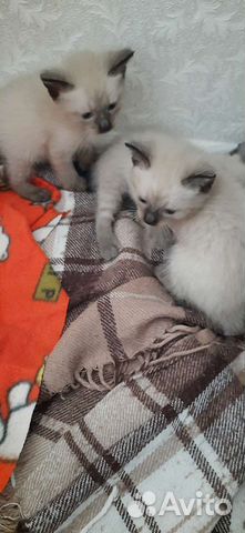 Кошка в дар бесплатно